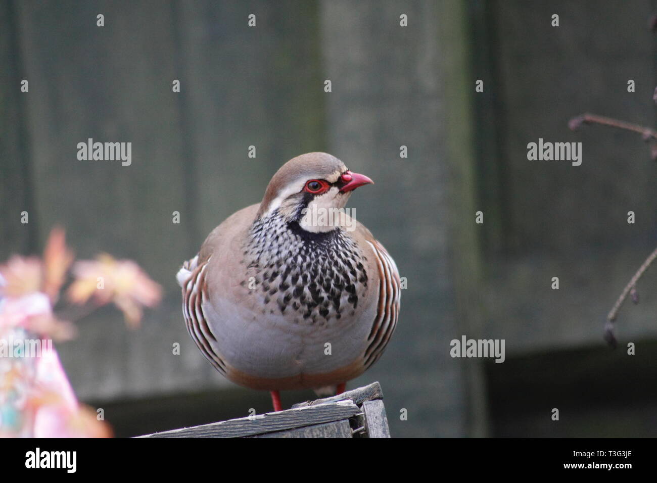 Red Legged Partridge Stock Photo - Alamy