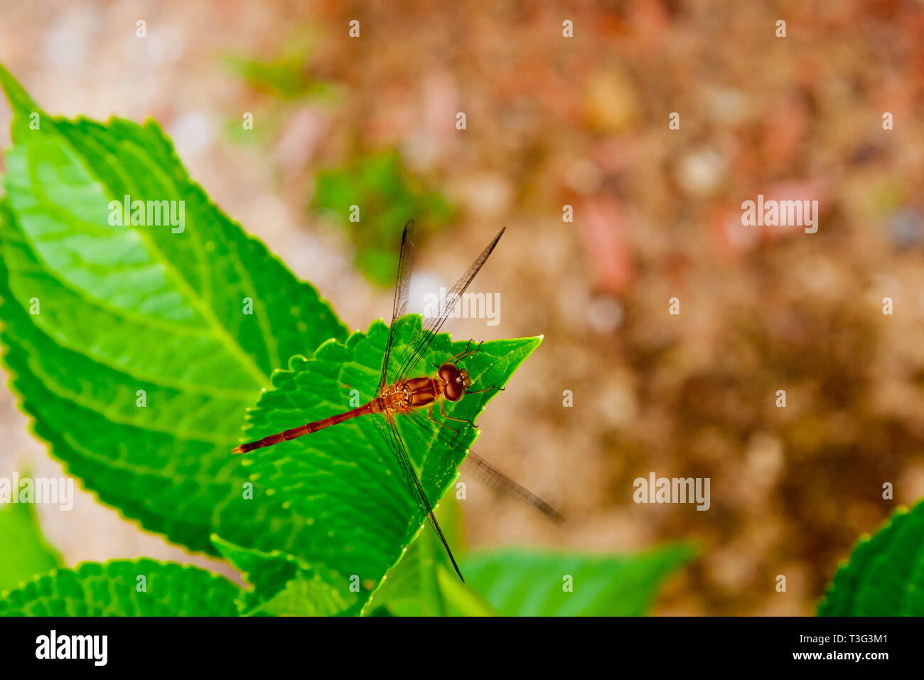 Dragonfly on leaf in spring Stock Photo - Alamy