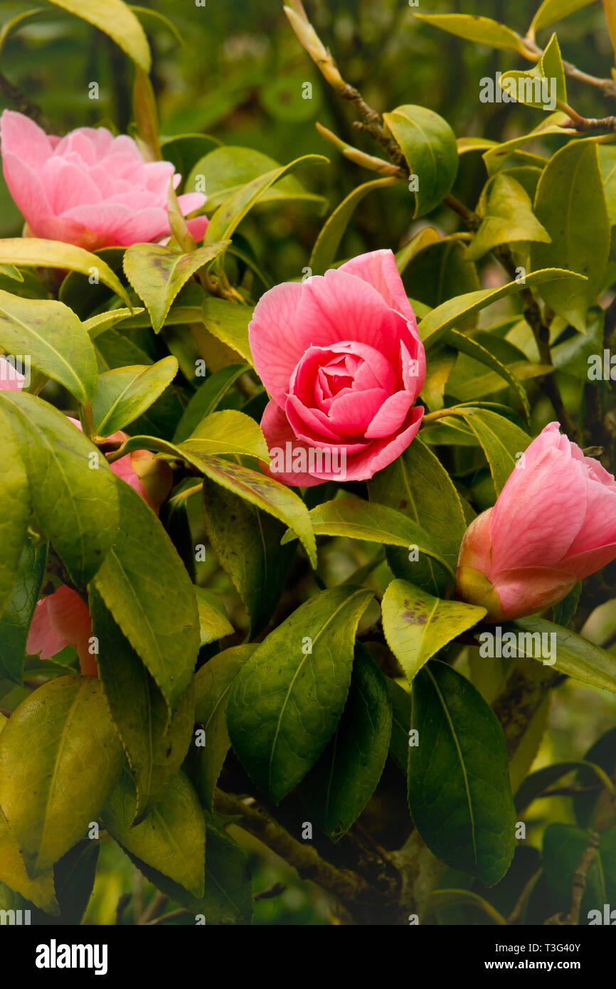 Roses for seasons hi-res stock photography and images - Alamy