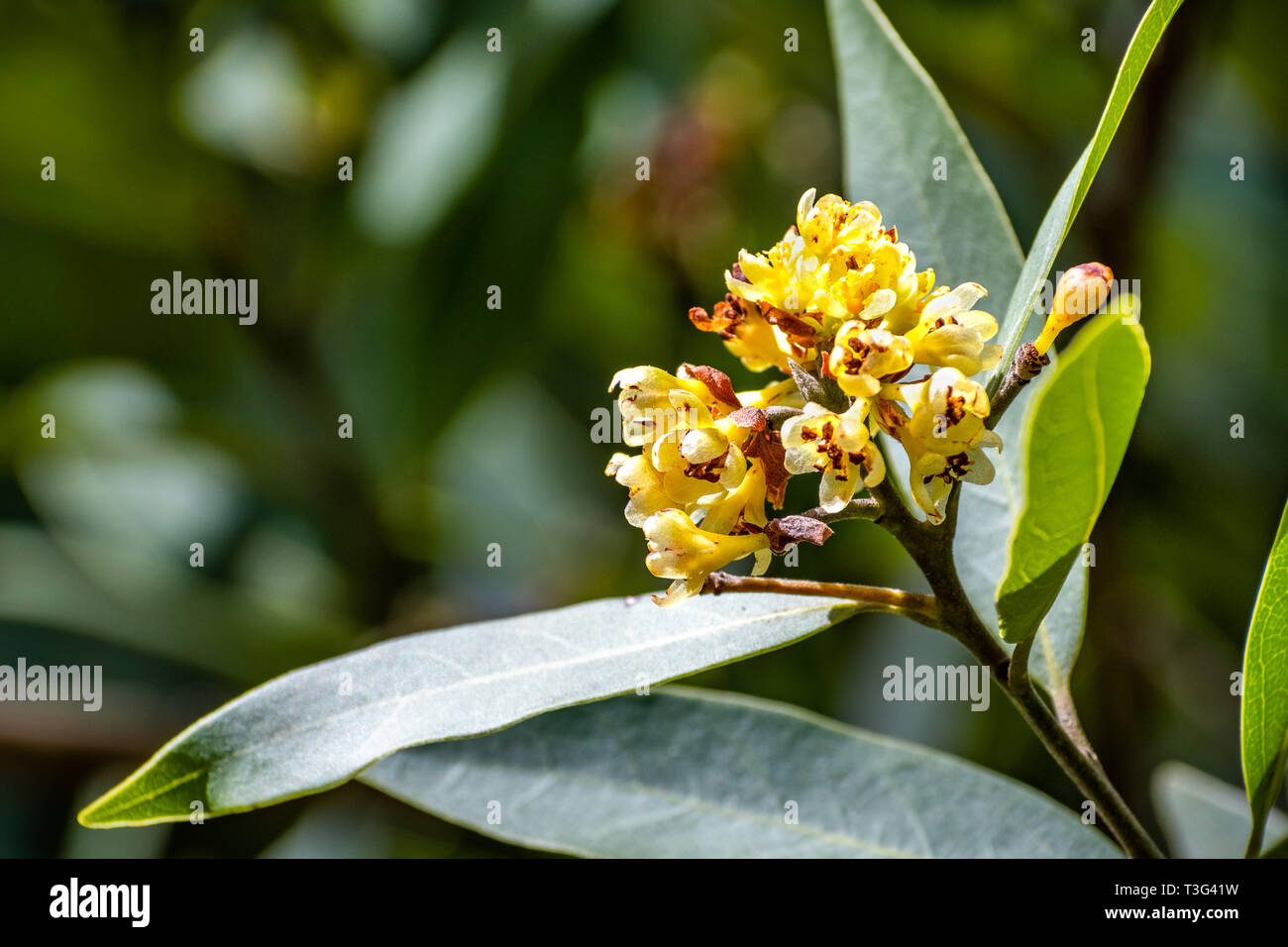 California laurel tree hi-res stock photography and images - Alamy