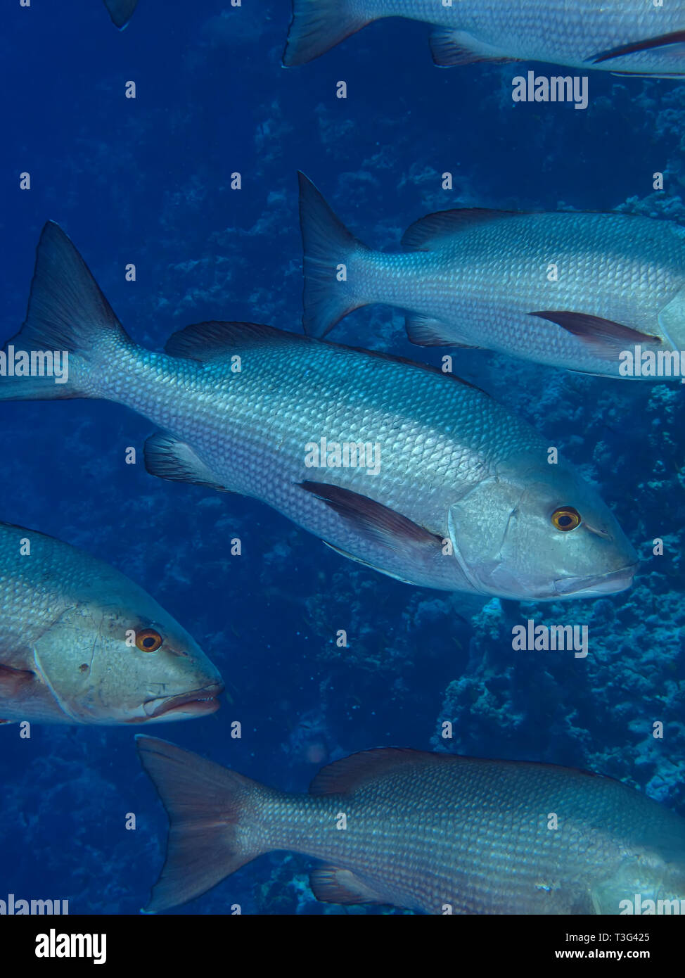 Twinspot snapper (Lutjanus bohar Stock Photo - Alamy