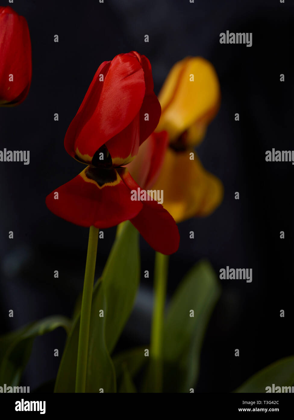 Tulip spring flower nature portrait Stock Photo - Alamy