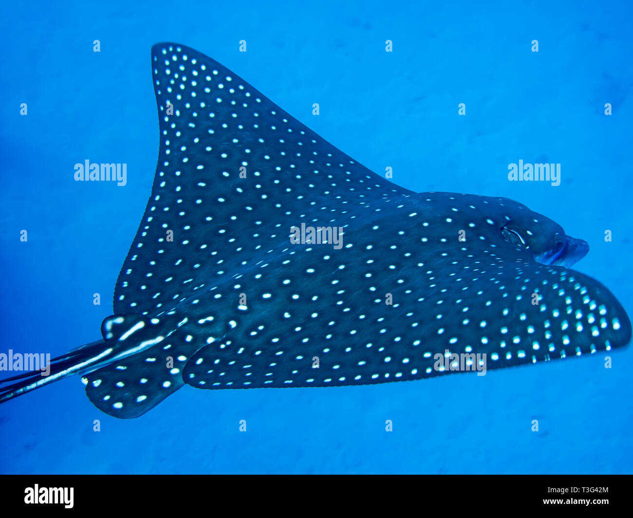 Spotted eagle ray (Aetobatis narinari). Taken in Red Sea, Egypt Stock ...