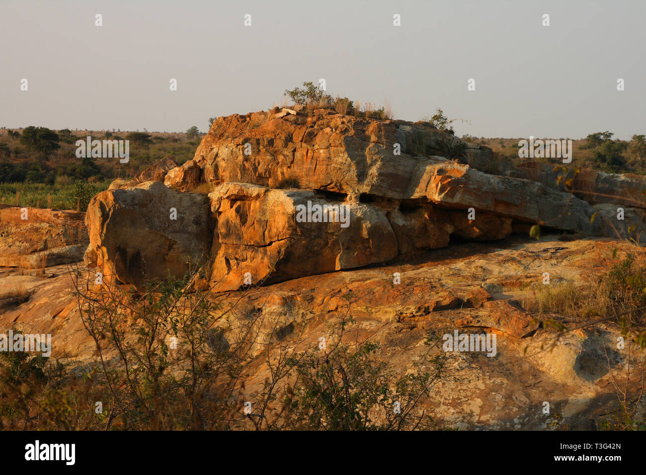 Afrikanischer Busch / African Bush Stock Photo - Alamy