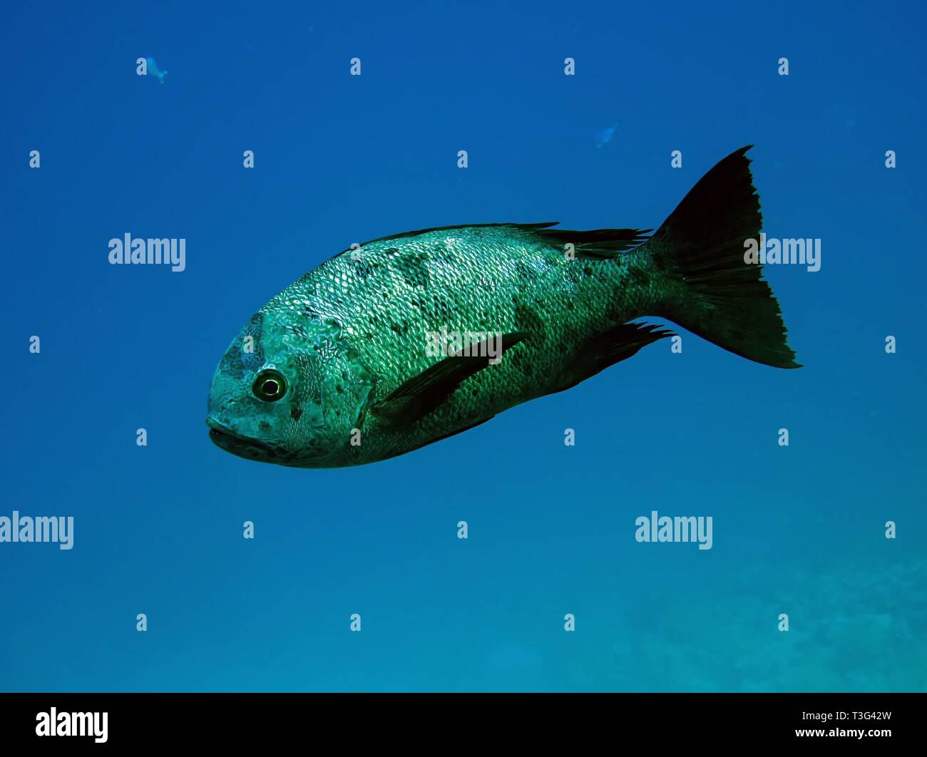 Red snapper swimming hi-res stock photography and images - Alamy