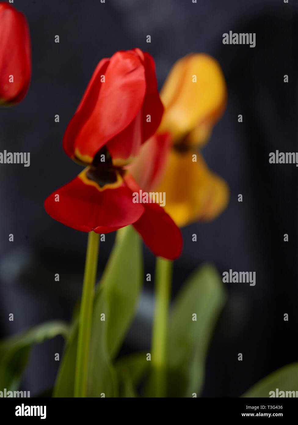 Tulip spring flower nature portrait Stock Photo - Alamy