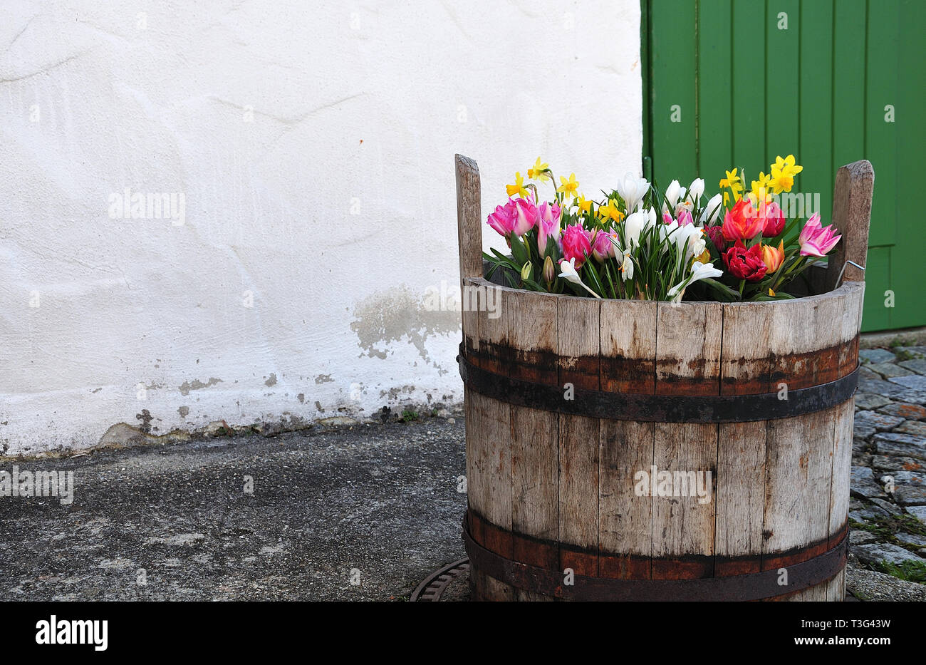 old wooden bucket with spring flowers standing in front of white facade ...