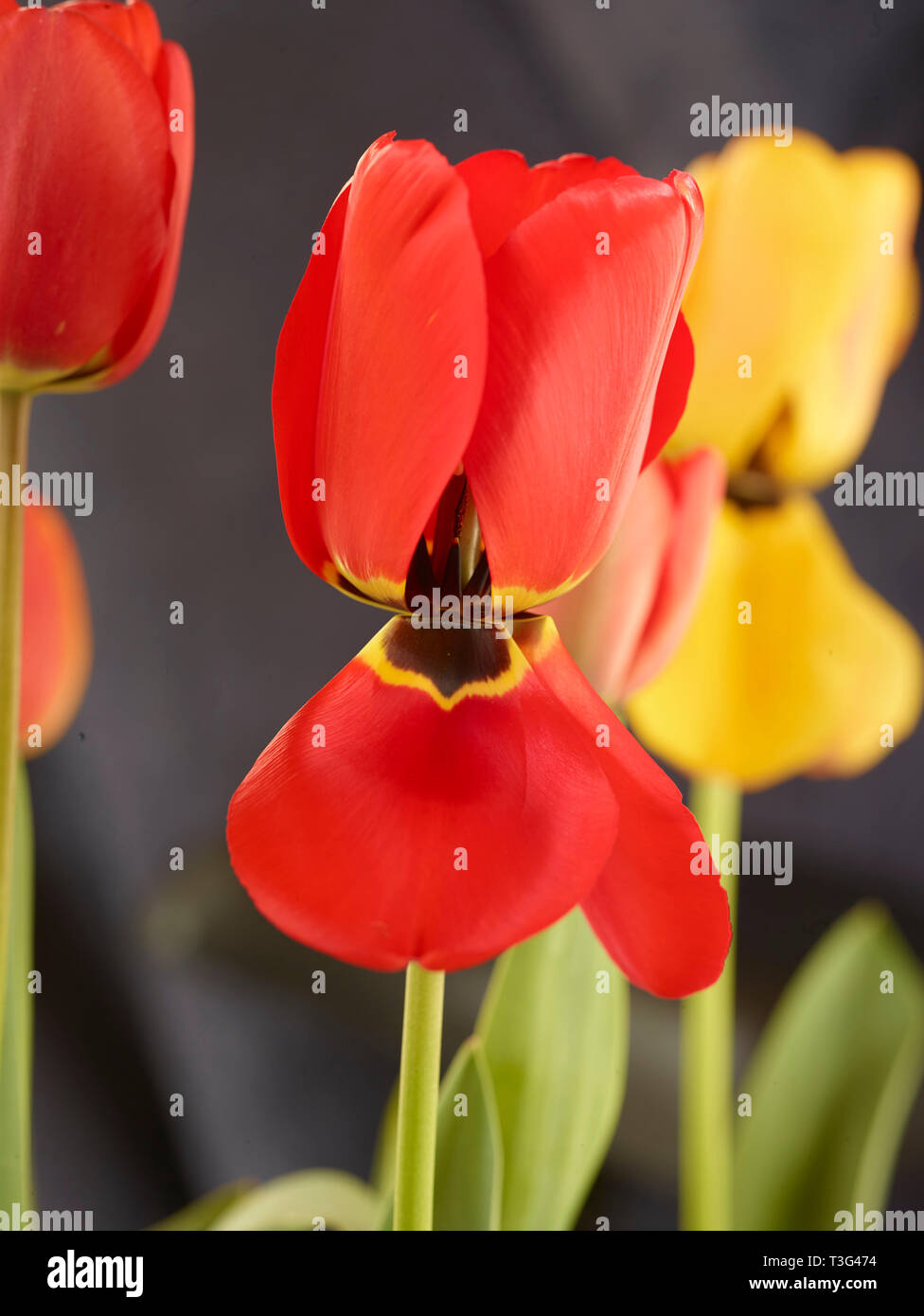 Tulip spring flower nature portrait Stock Photo - Alamy