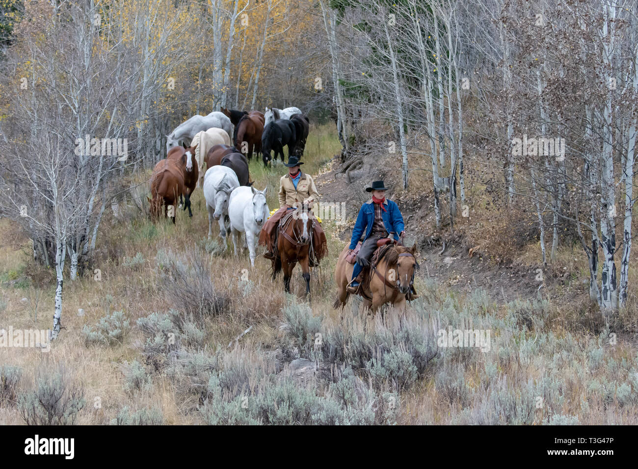 American cowboys running horses in Wyoming Stock Photo - Alamy