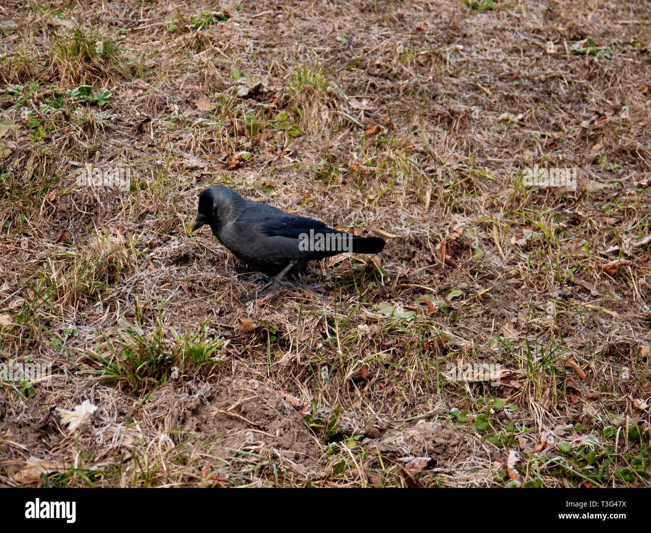 Jackdaw (Coloeus monedula Stock Photo - Alamy