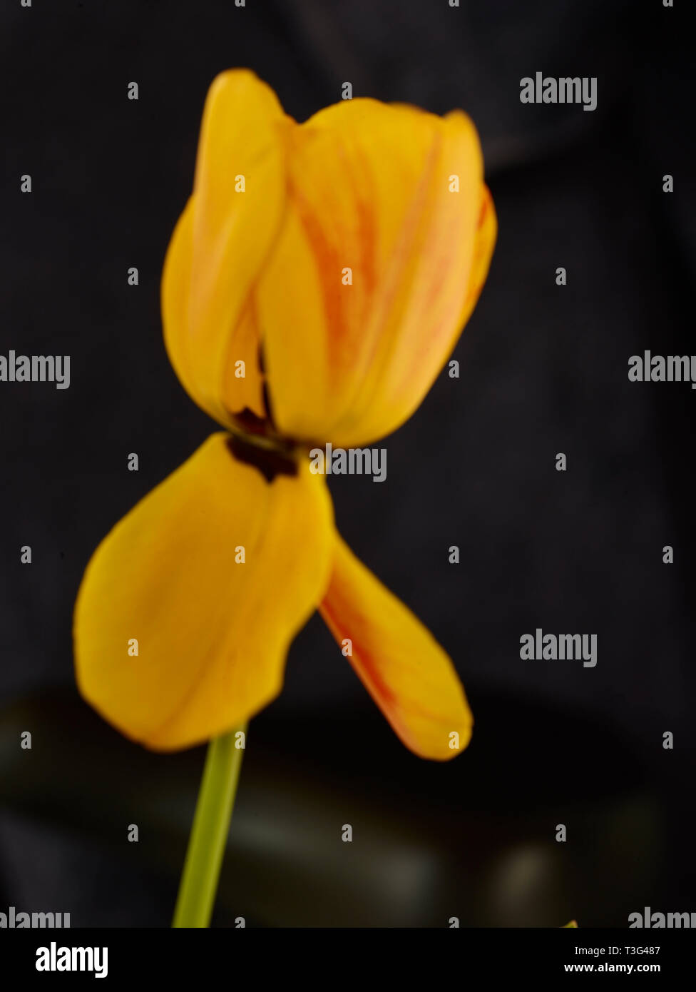 Tulip spring flower nature portrait Stock Photo - Alamy