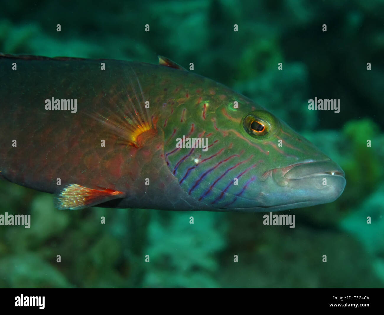 Oxycheilinus digrammus hi-res stock photography and images - Alamy