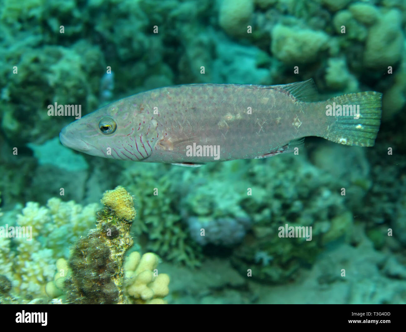 Queen coris (Coris formosa) Taking in Red Sea, Egypt Stock Photo - Alamy