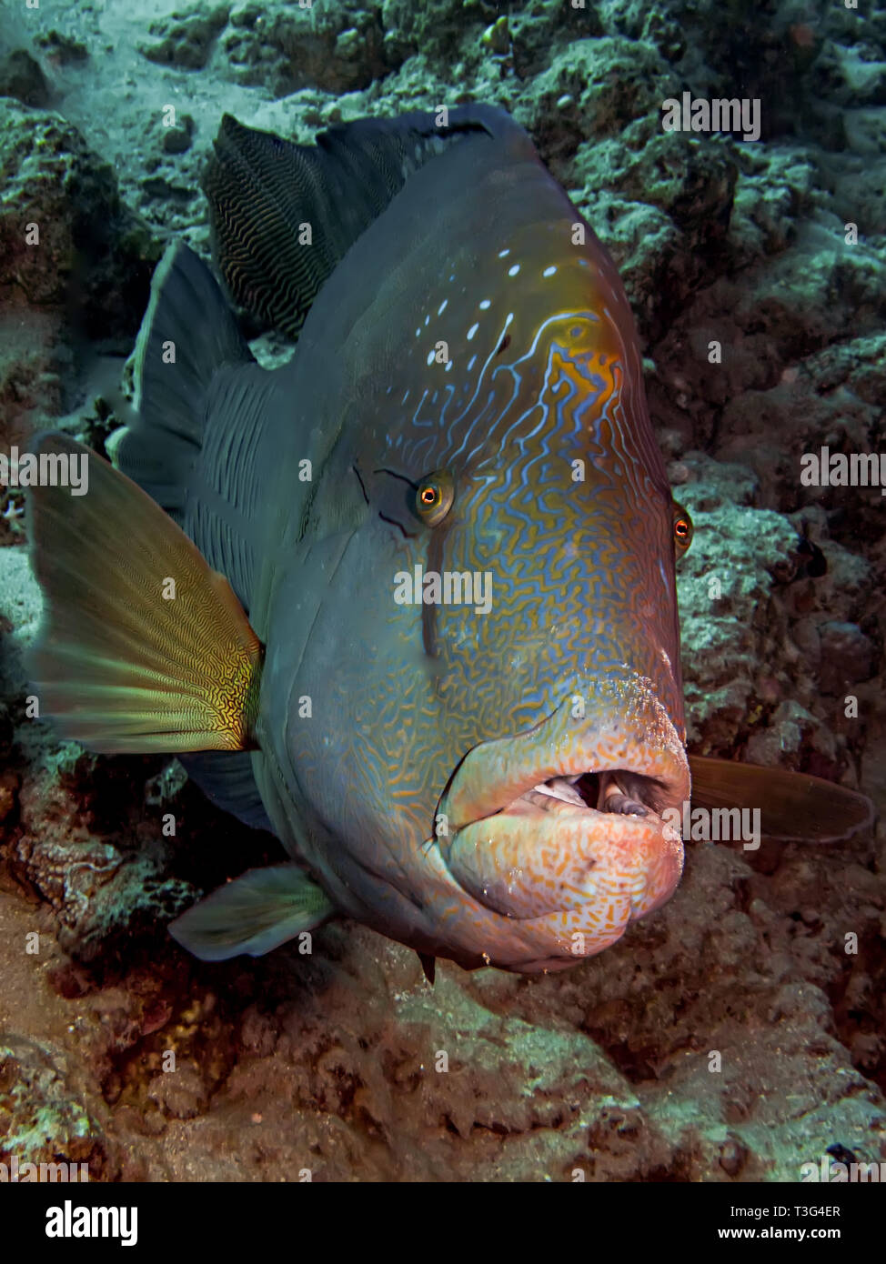 Napoleon wrasse. (Cheilinus undulatus Stock Photo - Alamy