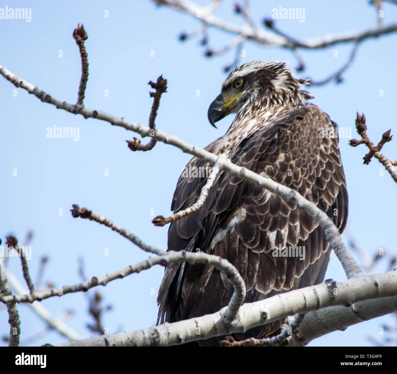 Young Bald Eagle Stock Photo - Alamy