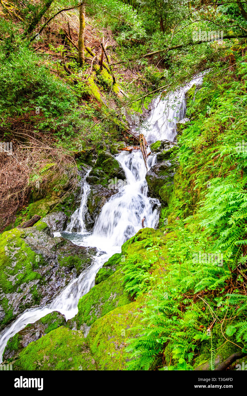 Waterfall on the Cataract trail in Marin Municipal Water District ...