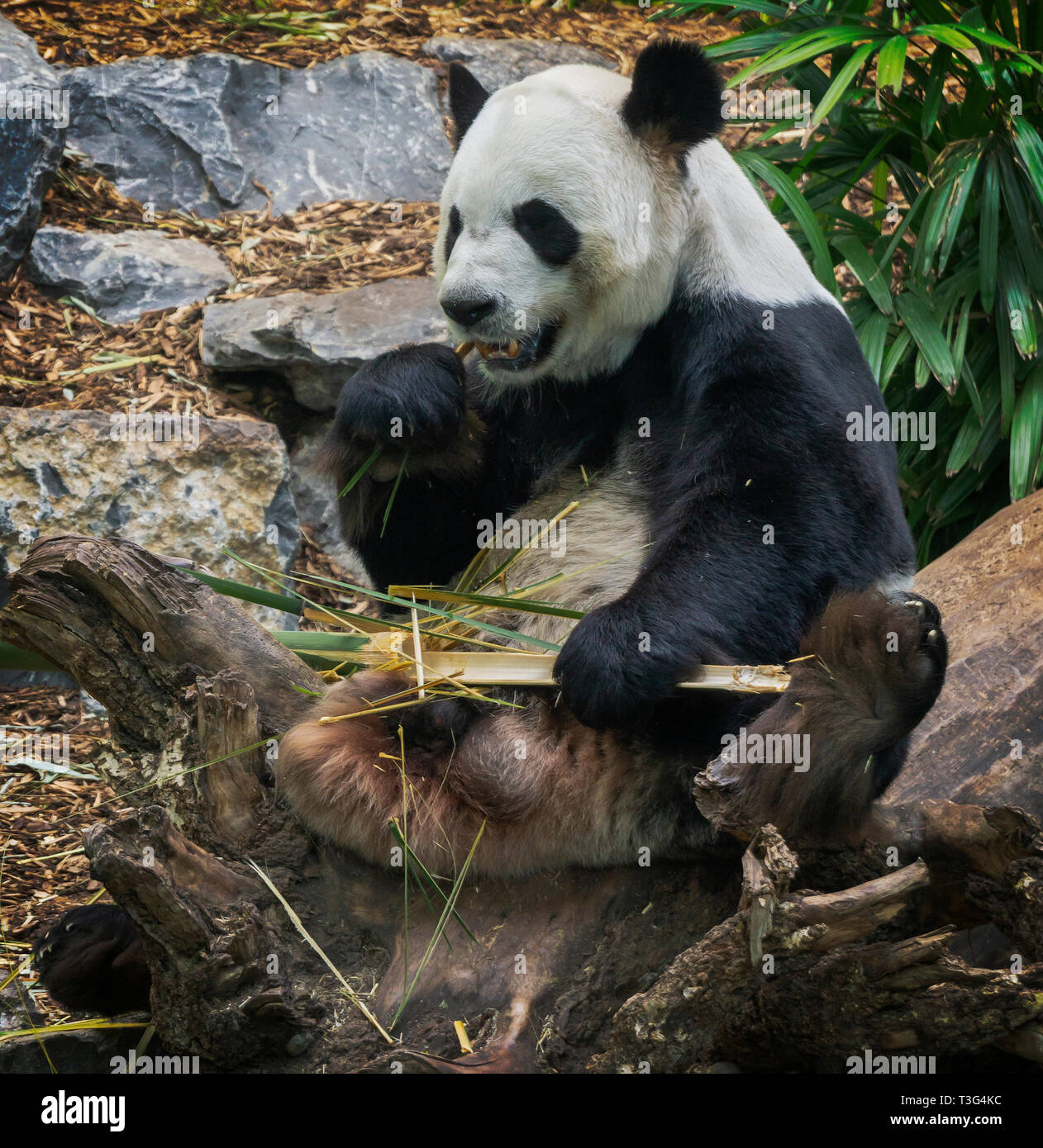 Giant panda Calgary Zoo Alberta Canada Stock Photo - Alamy