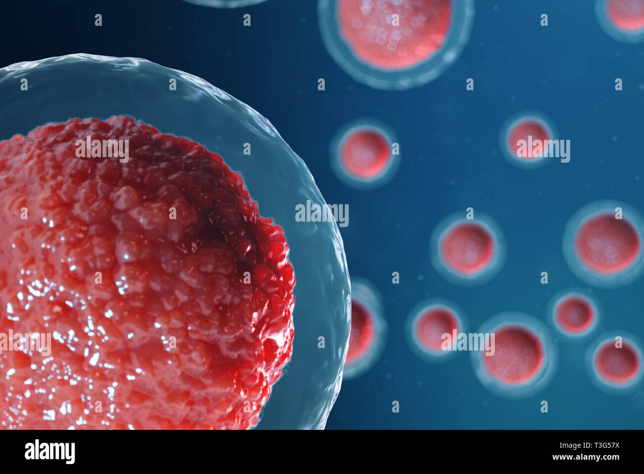 3D illustration egg cells embryo. Embryo cells with red nucleus in ...