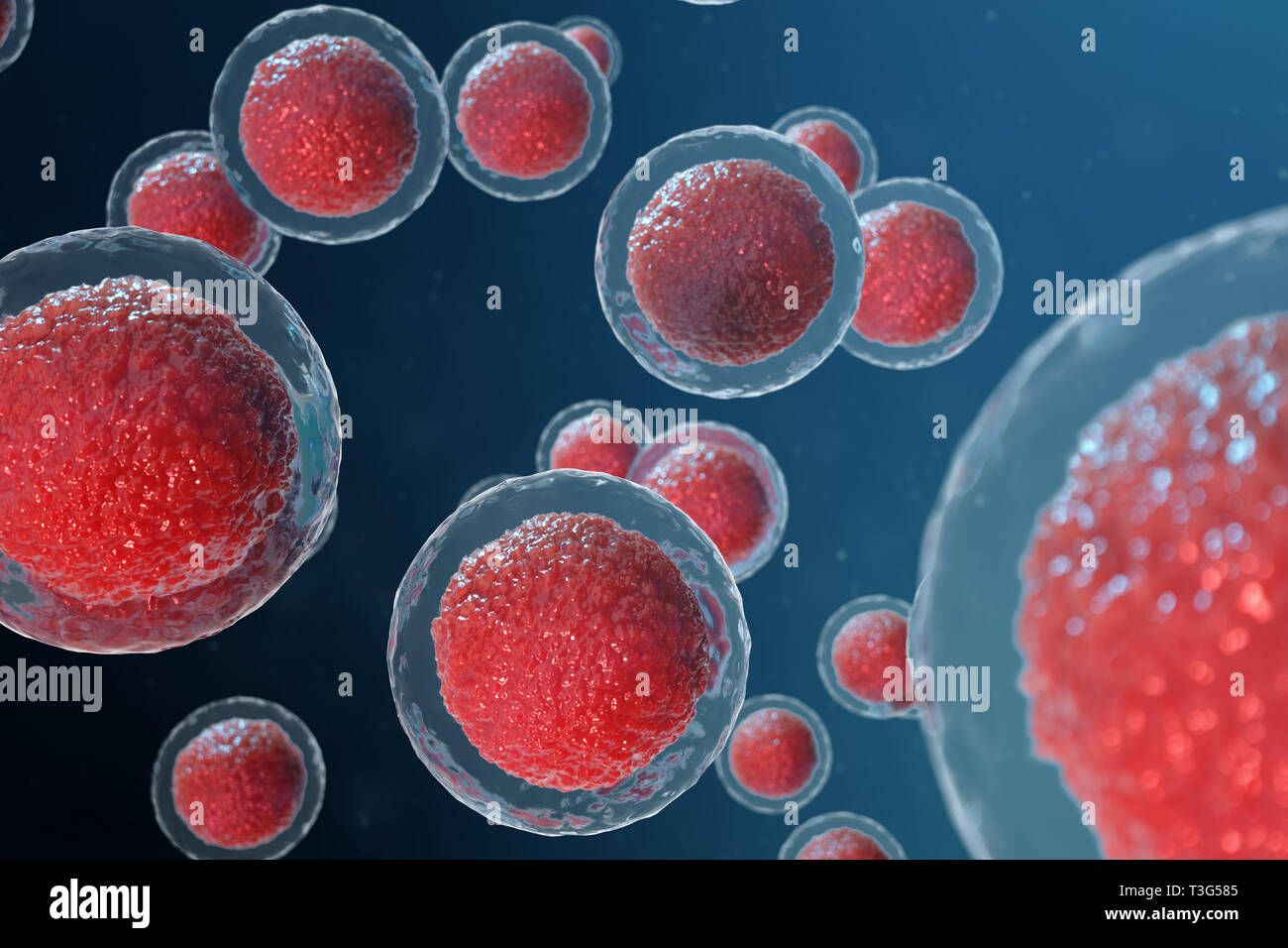 3D illustration egg cells embryo. Embryo cells with red nucleus in ...
