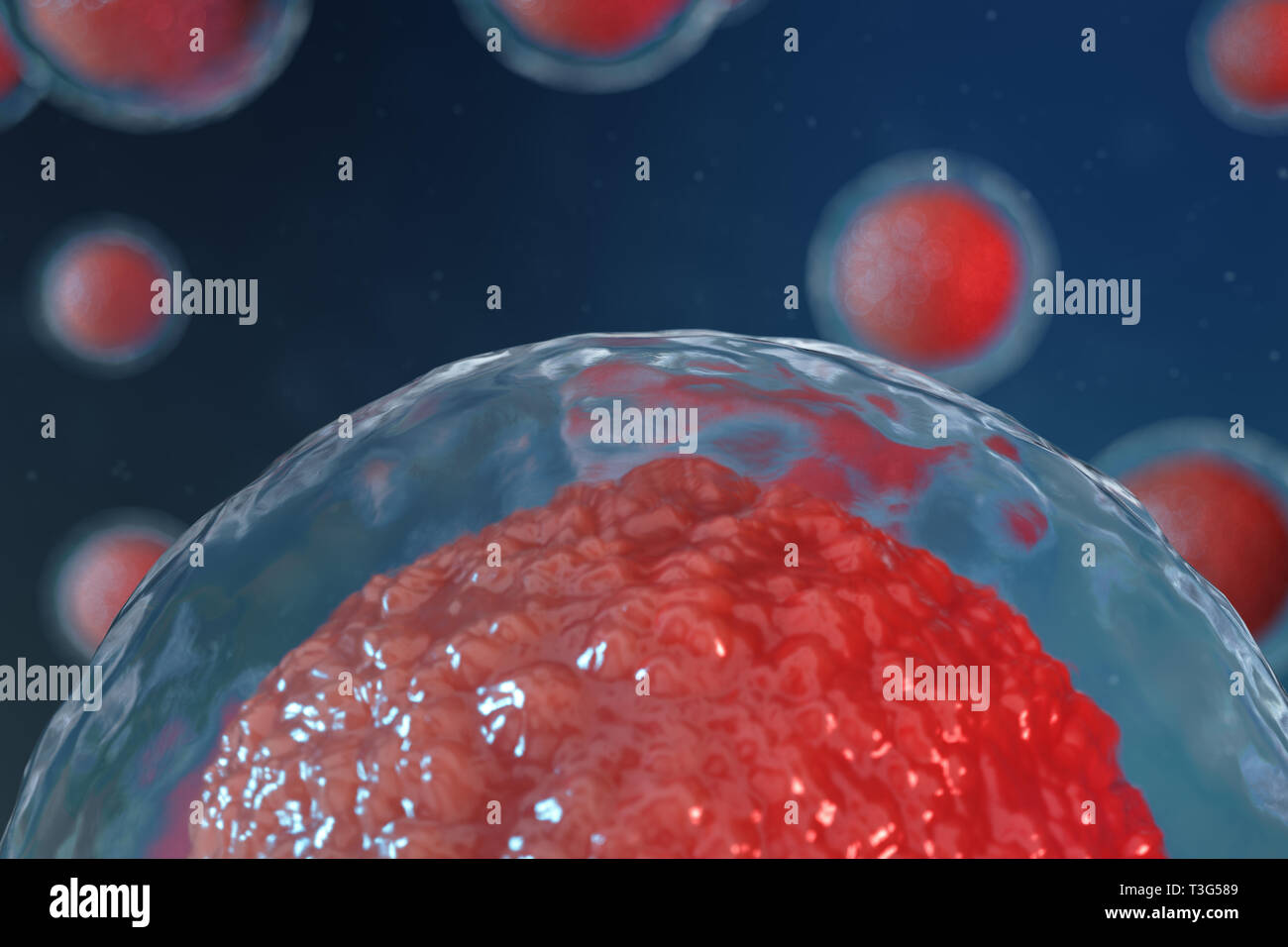 3D illustration egg cells embryo. Embryo cells with red nucleus in ...