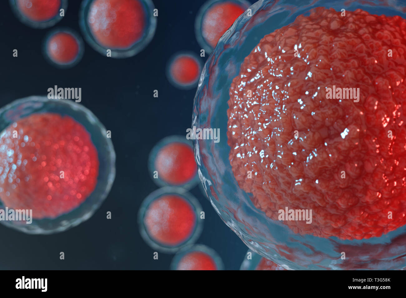 3D illustration egg cells embryo. Embryo cells with red nucleus in ...
