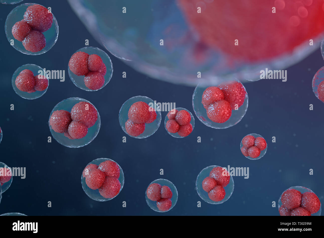 Human embryo development cells hi-res stock photography and images - Alamy