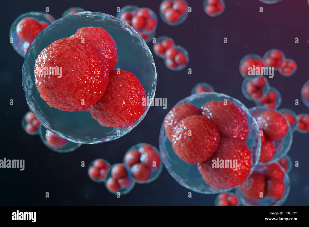 3D illustration egg cells embryo. Embryo cells with red nucleuses in ...