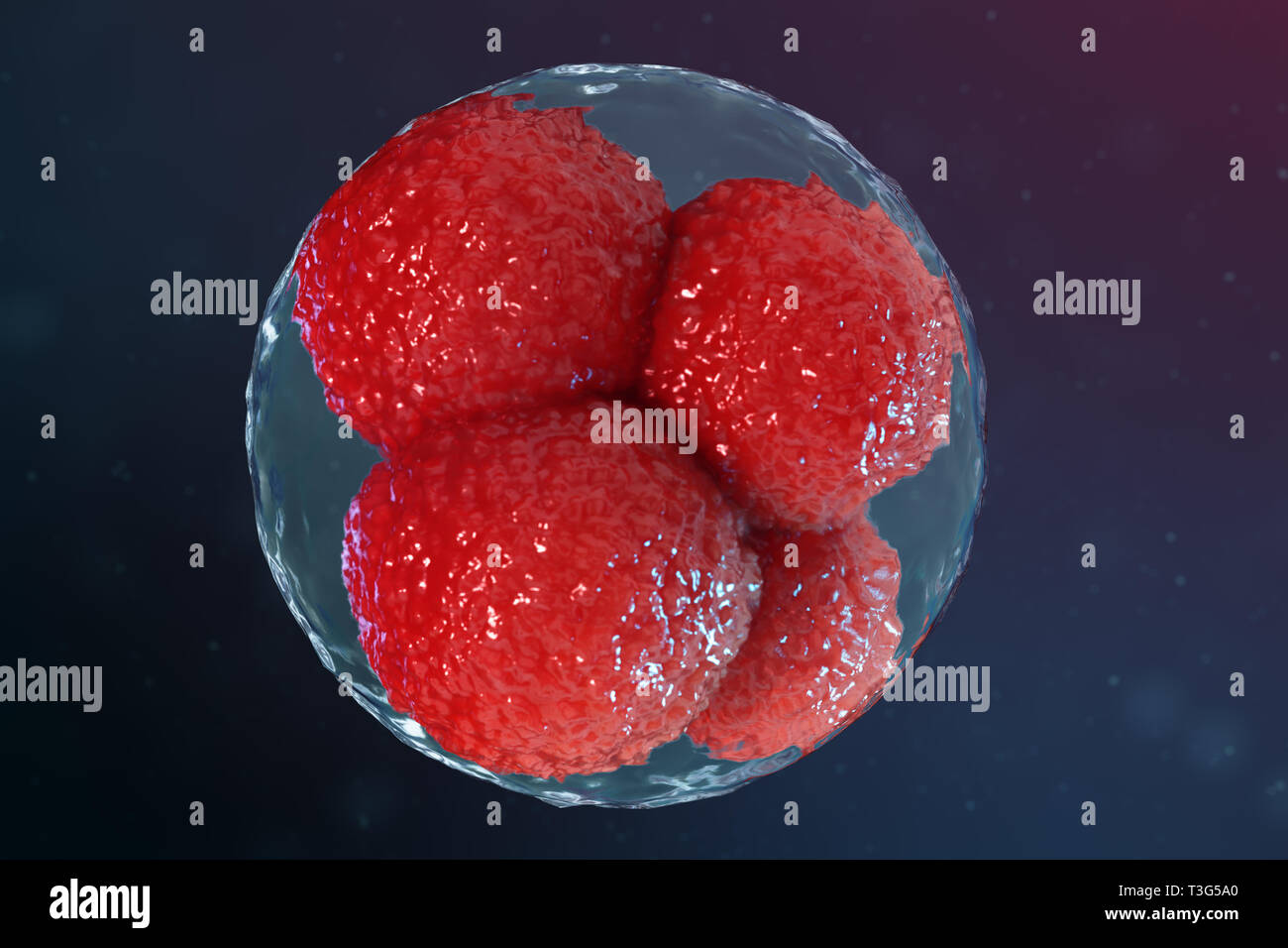 3D illustration egg cells embryo. Embryo cells with red nucleuses in ...