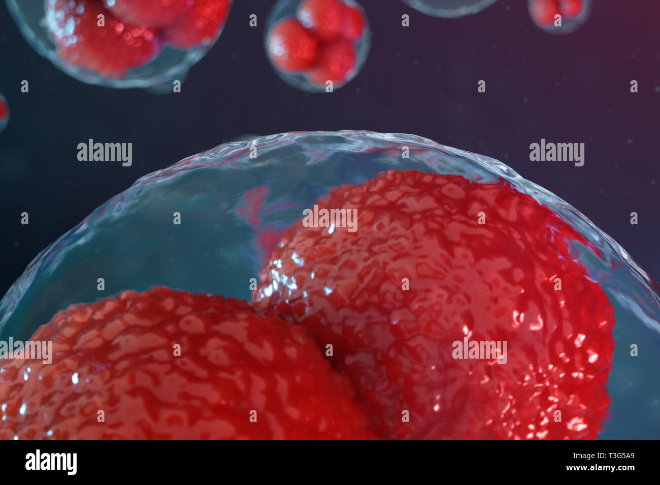 3D illustration egg cells embryo. Embryo cells with red nucleuses in ...