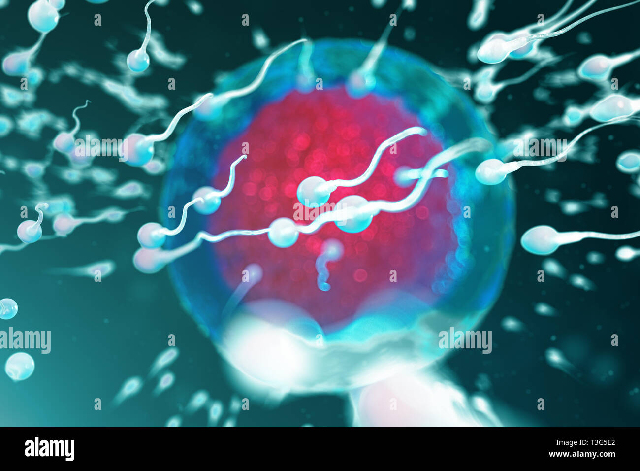 3D illustration sperm and egg cell, ovum. Sperm approaching egg cell ...