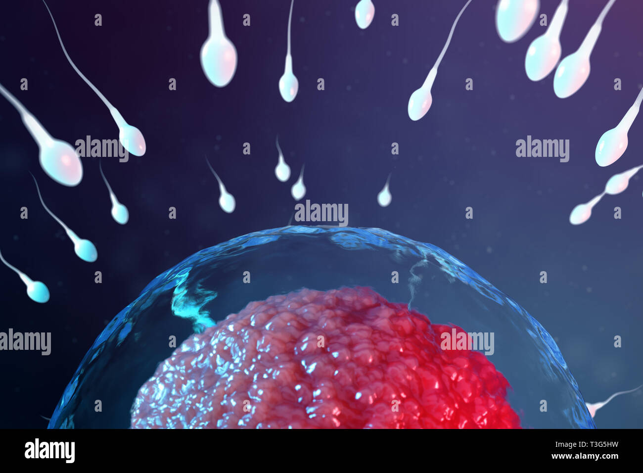 Sperm And Egg Fertilization