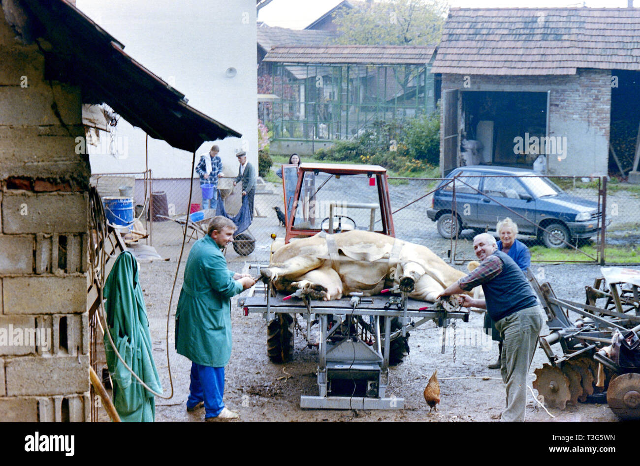 Cow having its hooves trimmed in Donje Vratno Croatia ca. 1998 Stock ...