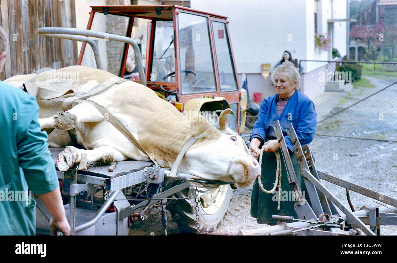 Cow having its hooves trimmed in Donje Vratno Croatia ca. 1998 Stock ...