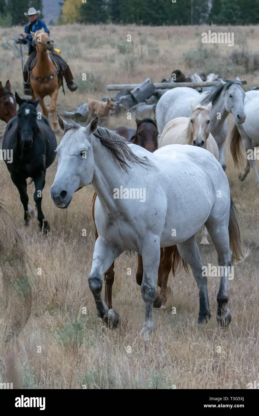 Horses being driven back to ranch Stock Photo - Alamy