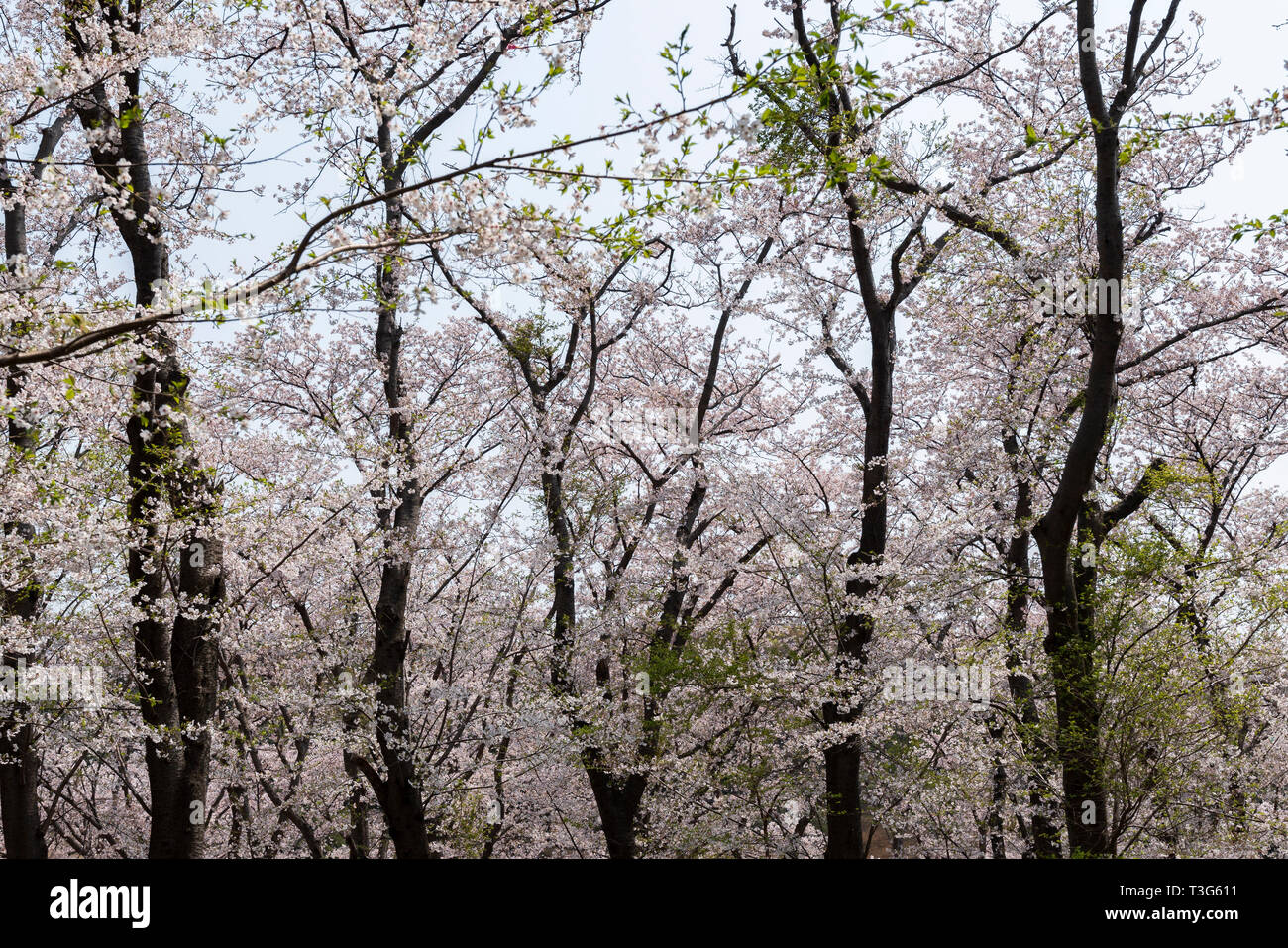 Yokohama negishi forest park hi-res stock photography and images - Alamy
