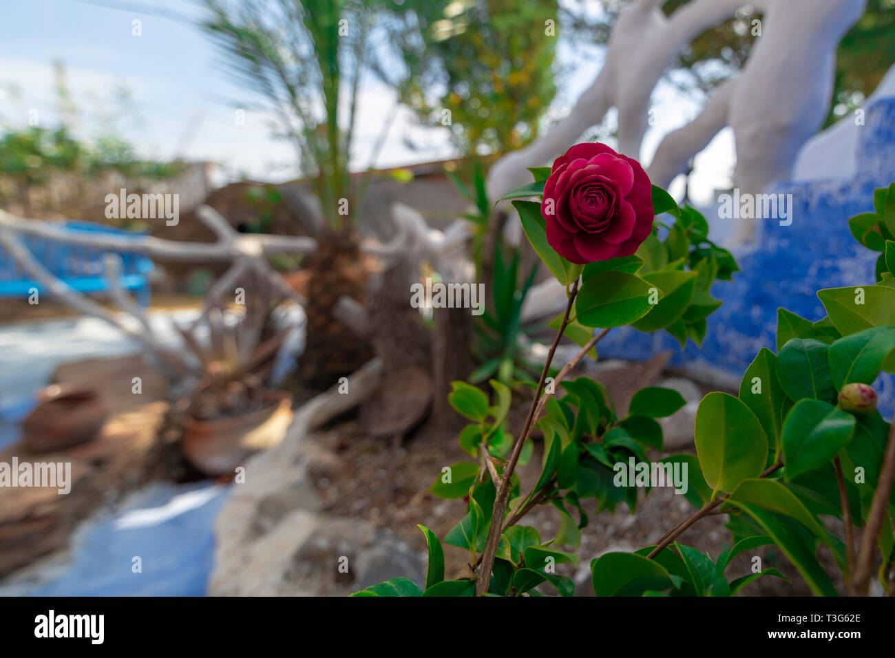 Alone rose hi-res stock photography and images - Alamy