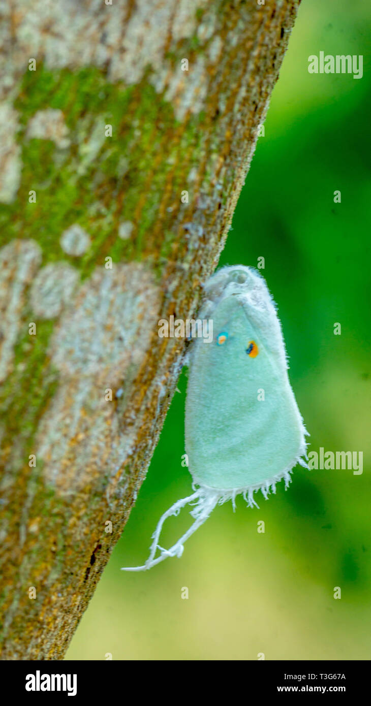 White satin moth hi-res stock photography and images - Alamy