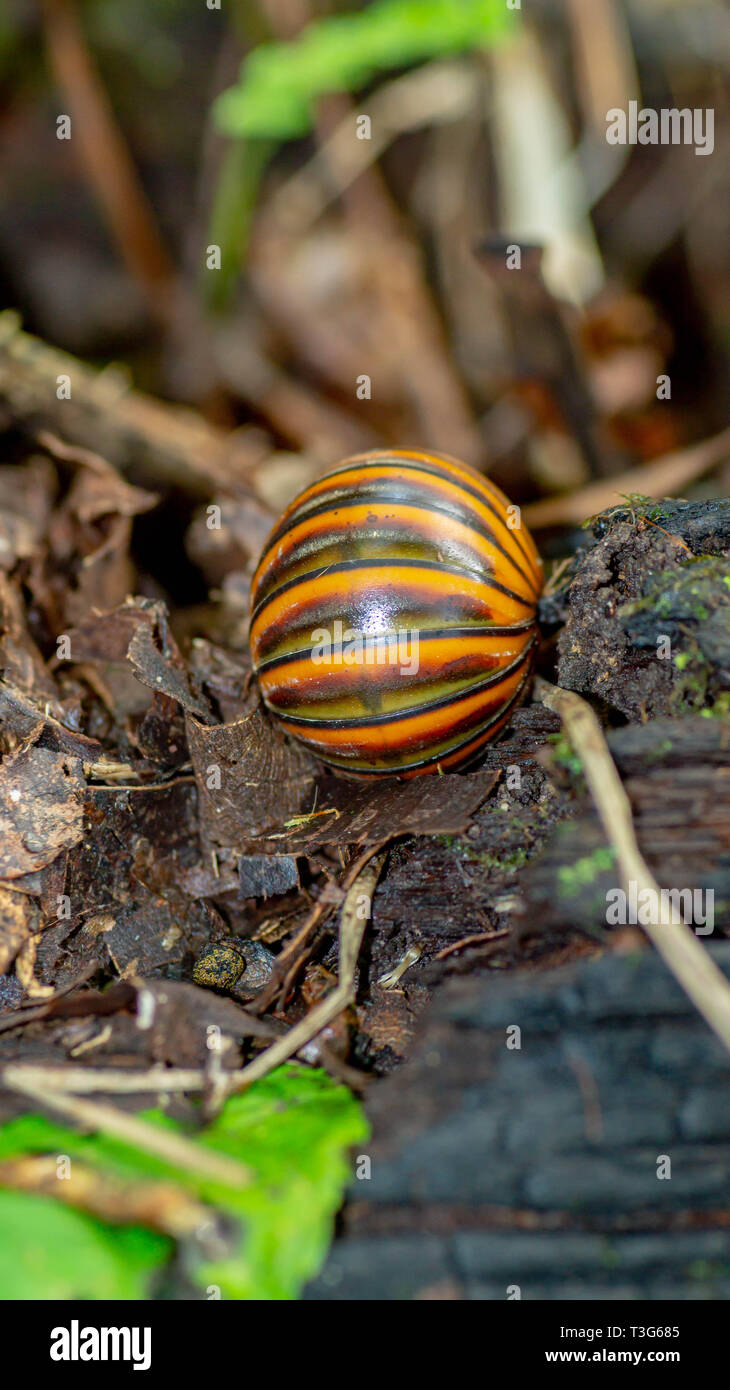 Giant pill millipede hi-res stock photography and images - Alamy