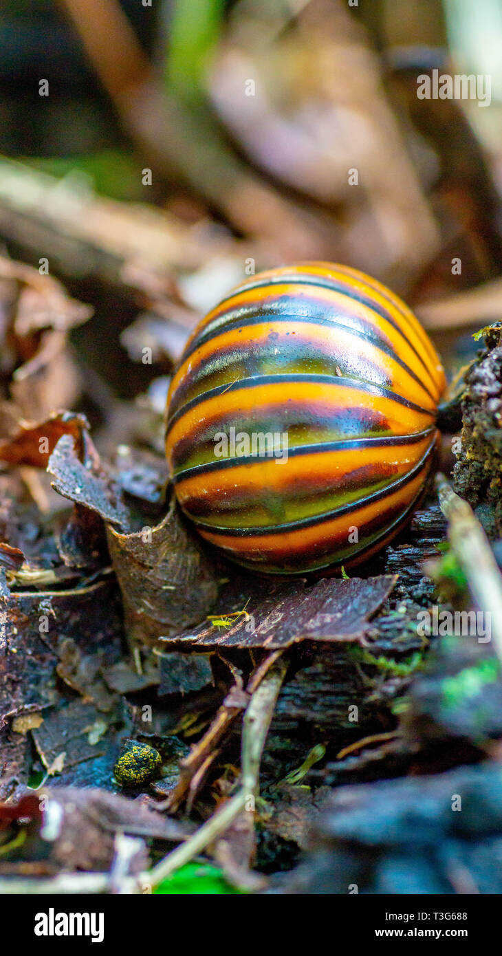 Borneo giant pill millipede walking on the forest ground Stock Photo ...