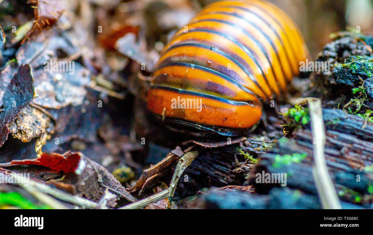 Borneo giant pill millipede walking on the forest ground Stock Photo ...
