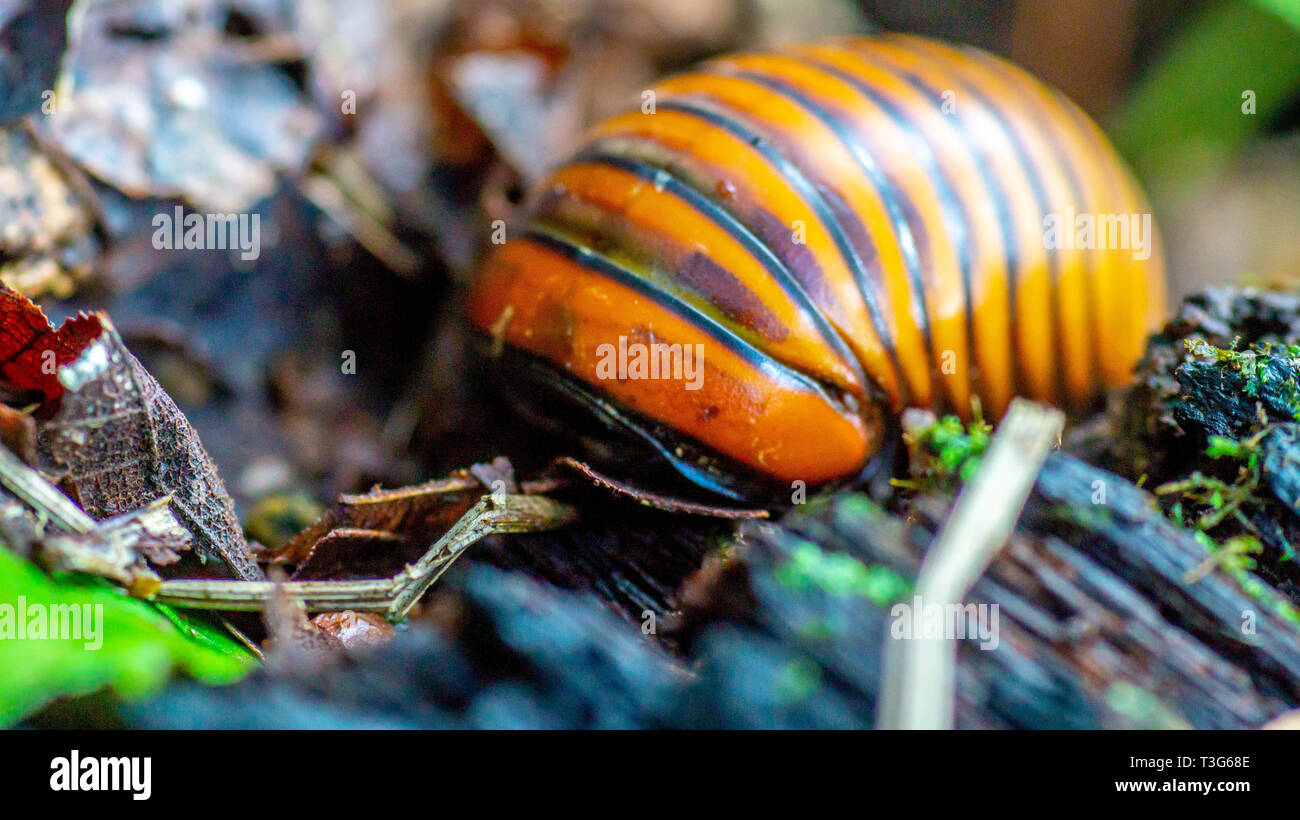 Borneo giant pill millipede walking on the forest ground Stock Photo ...