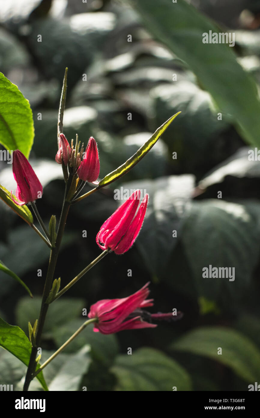 Multiflora hi-res stock photography and images - Alamy