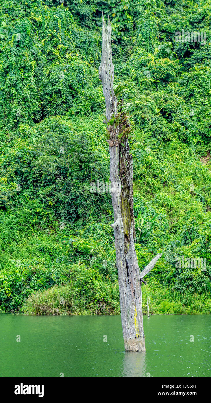 Ulin tree hi-res stock photography and images - Alamy