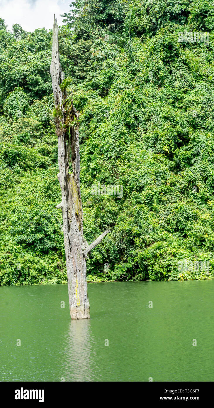 Trunk of dead ulin tree (Eusideroxylon zwageri) in the middle of a lake ...