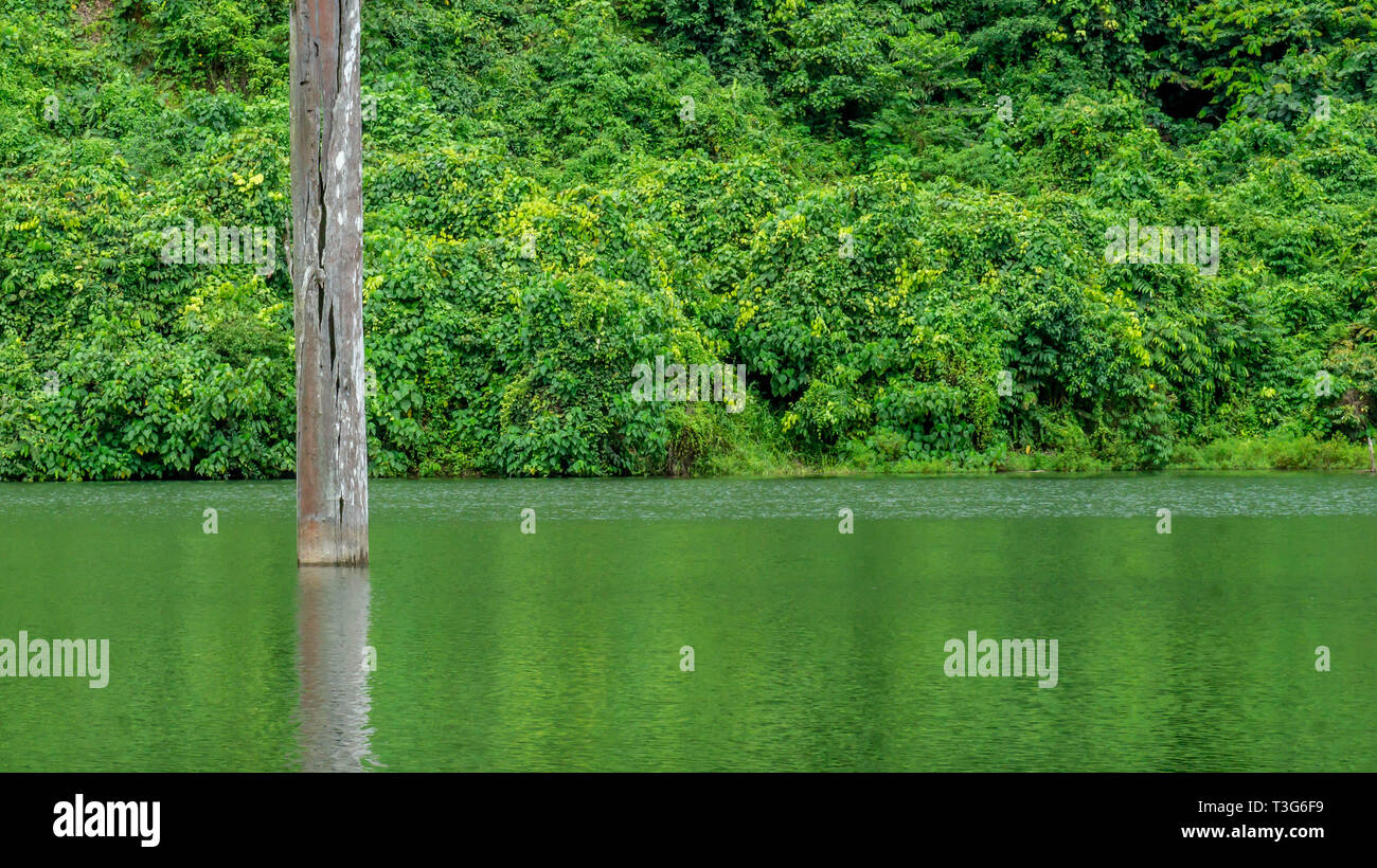 Trunk of dead ulin tree (Eusideroxylon zwageri) in the middle of a lake ...
