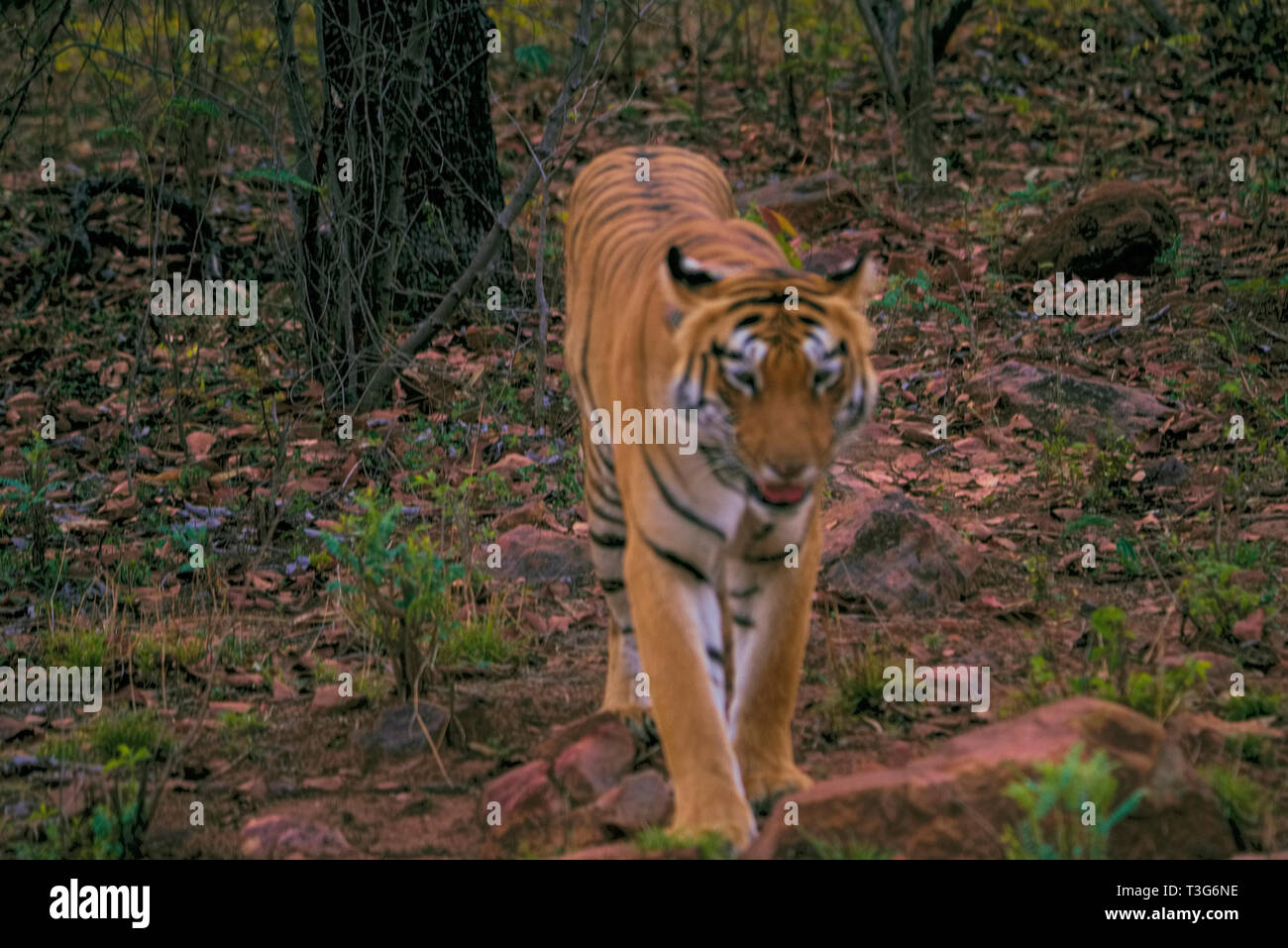 Royal ,Bengal,Tigress,Chhoti Tara,crossing,forest,Tadoba,National Park ...