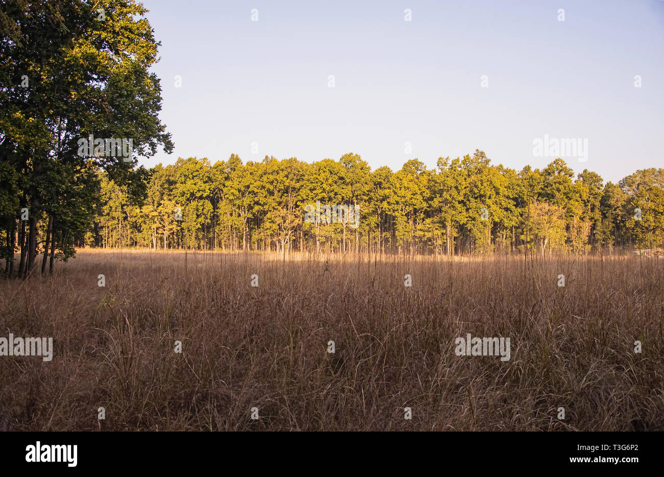 Sal forest hi-res stock photography and images - Alamy