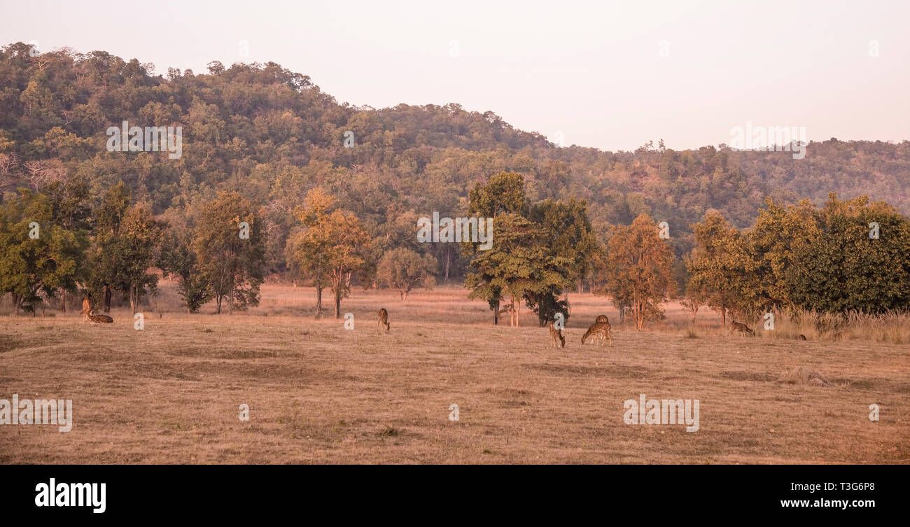 Kanha national park landscape hi-res stock photography and images - Alamy