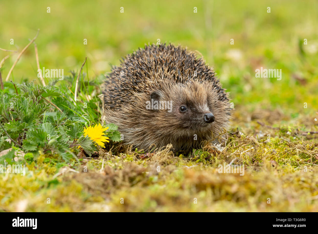Hedgehog, Erinaceus Europaeus, wild, native, European hedgehog in ...