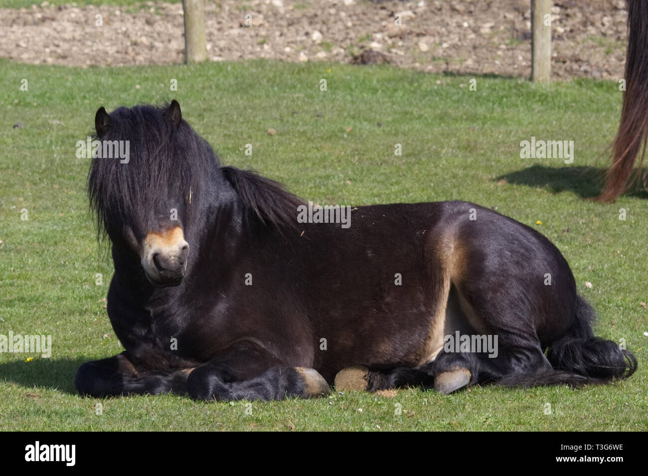 Ponies laying down hi-res stock photography and images - Alamy